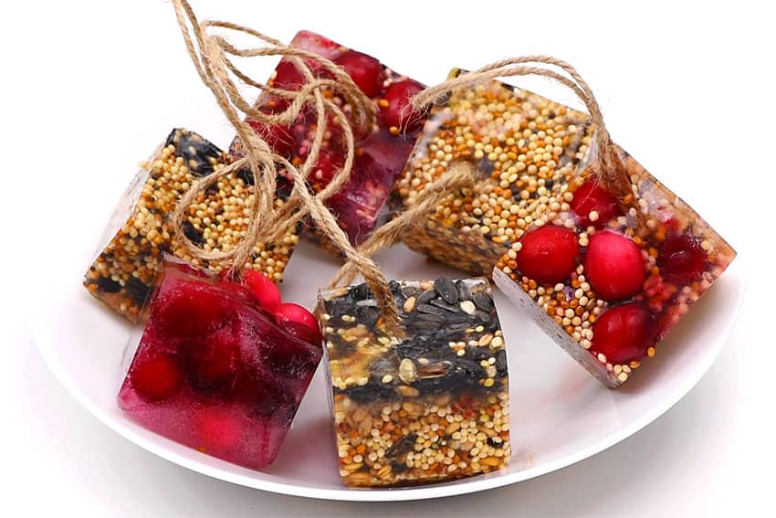 Ice Cube Bird Feeders | DIY Bird Feeder Ice Ornaments