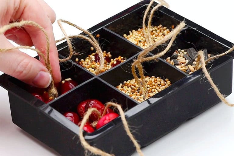 Ice Cube Bird Feeders | DIY Bird Feeder Ice Ornaments