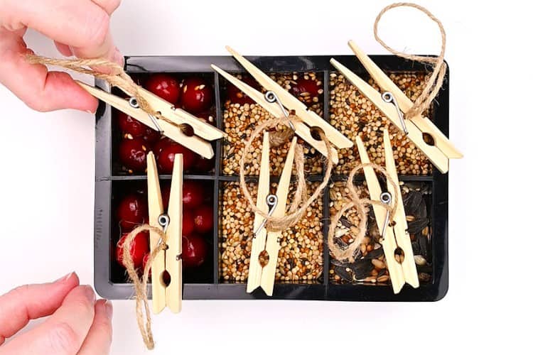 Ice Cube Bird Feeders | DIY Bird Feeder Ice Ornaments
