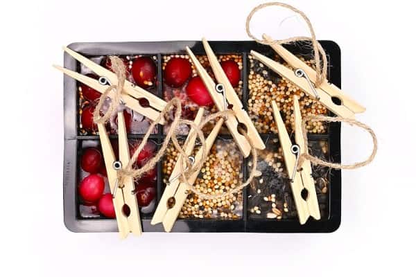 Ice Cube Bird Feeders | DIY Bird Feeder Ice Ornaments