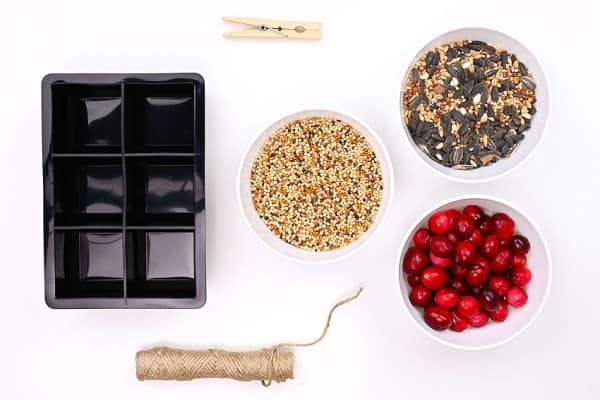 Ice Cube Bird Feeders | DIY Bird Feeder Ice Ornaments