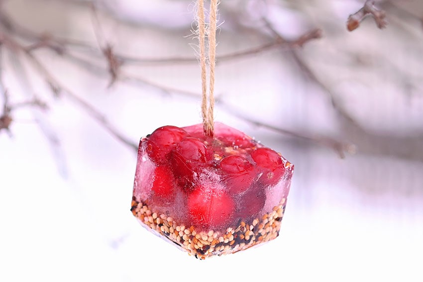 Ice Cube Bird Feeders | DIY Bird Feeder Ice Ornaments