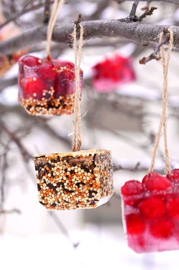 Ice Cube Bird Feeders | DIY Bird Feeder Ice Ornaments