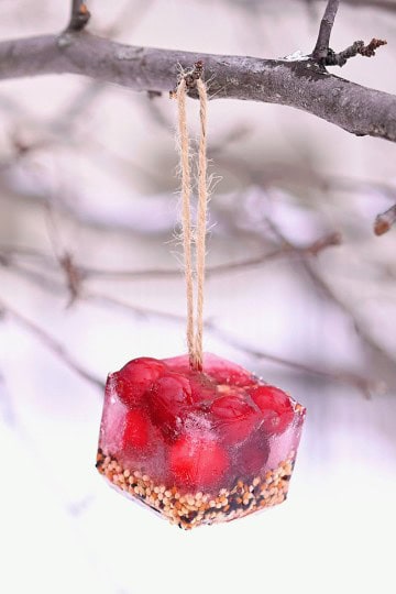 Ice Cube Bird Feeders | DIY Bird Feeder Ice Ornaments