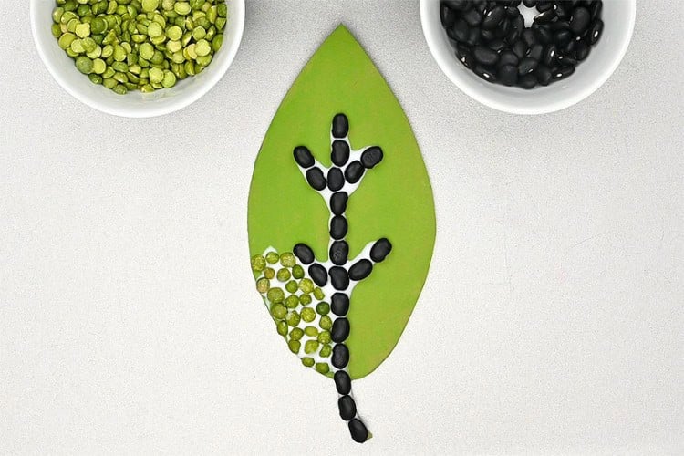 Fall Bean Mosaics | Autumn Leaf and Pumpkin Bean Art