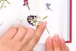 How to Press Flowers | The BEST Method for Drying Pressed Flowers!