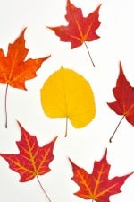 How to Preserve Leaves | Preserving Fall Leaves (3 Easy Ways!)