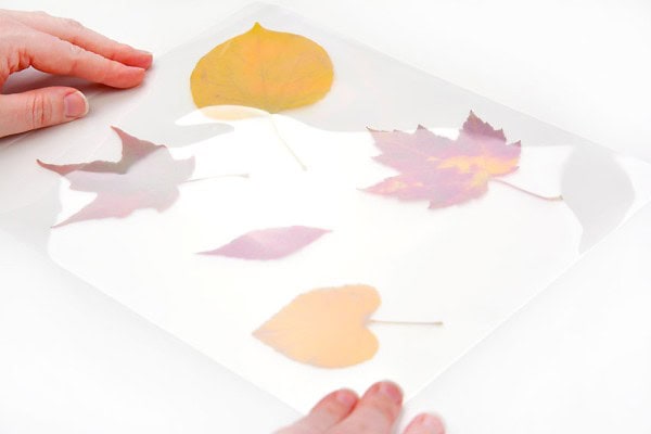 How to Preserve Leaves | Preserving Fall Leaves (3 Easy Ways!)