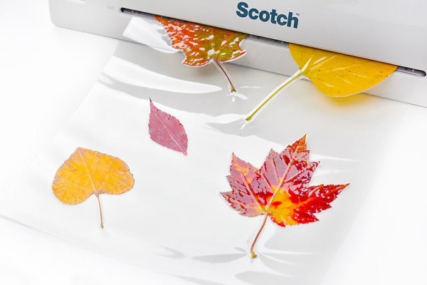 How to Preserve Leaves | Preserving Fall Leaves (3 Easy Ways!)