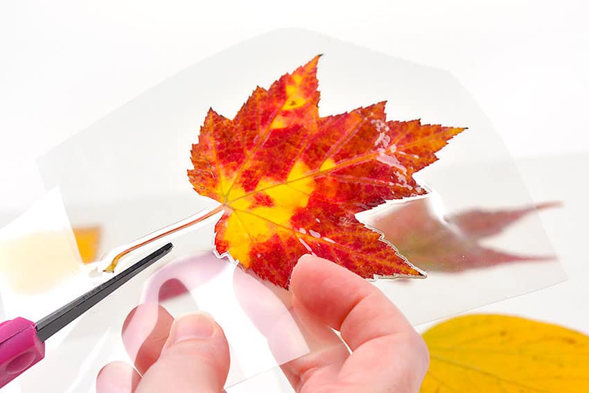 How to Preserve Leaves | Preserving Fall Leaves (3 Easy Ways!)