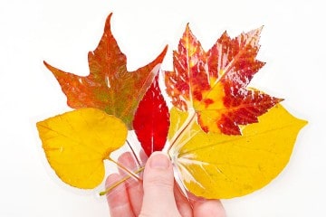 How to Preserve Leaves | Preserving Fall Leaves (3 Easy Ways!)
