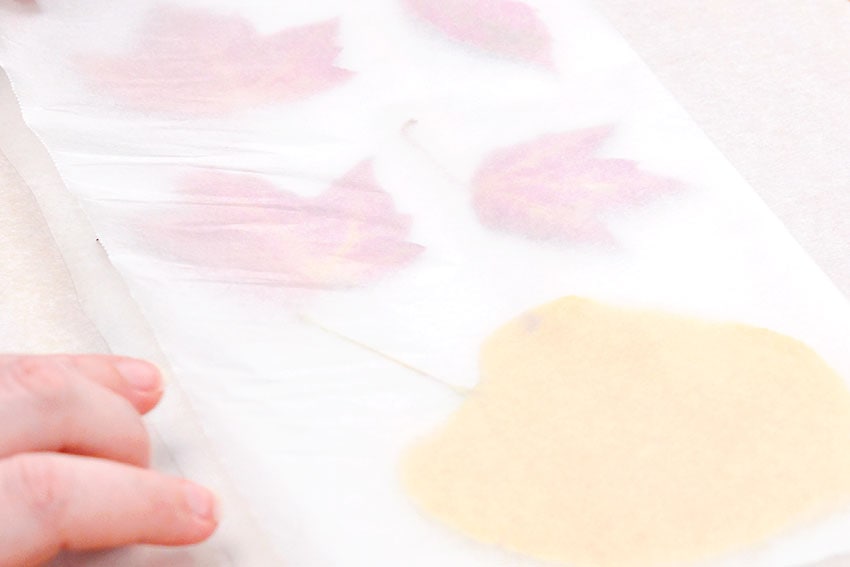 How to Preserve Leaves | Preserving Fall Leaves (3 Easy Ways!)