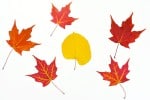 How to Preserve Leaves | Preserving Fall Leaves (3 Easy Ways!)