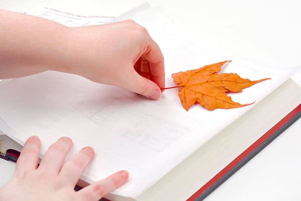 How to Preserve Leaves | Preserving Fall Leaves (3 Easy Ways!)