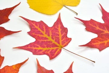 How to Preserve Leaves | Preserving Fall Leaves (3 Easy Ways!)
