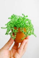 How to Make a Beaded Plant - Easy & Cute DIY Decor